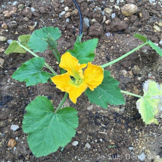 Silence ça pousse, semaine 17 de 2015 | Je suis débordée